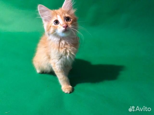 Рыжий котенок
