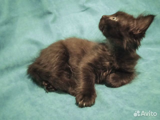 Котенок девочка Люция 2 мес