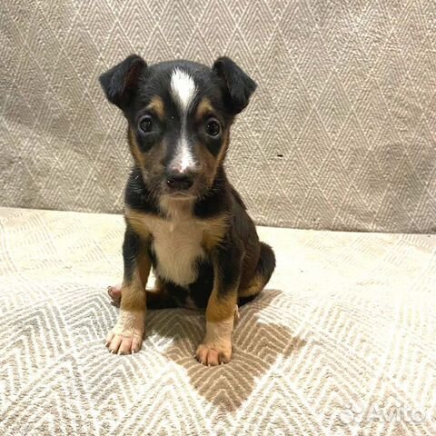 Маруся ищет дом