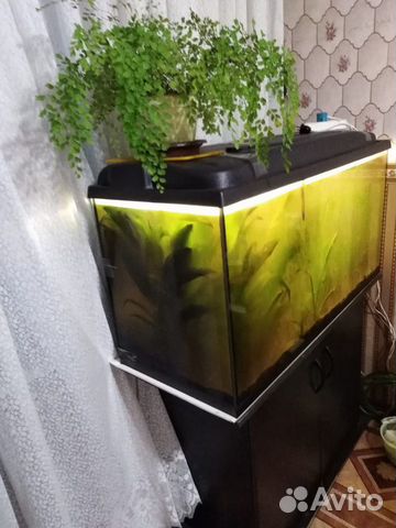 Аквариум с рыбами, растениями, тумбой и кормом сро