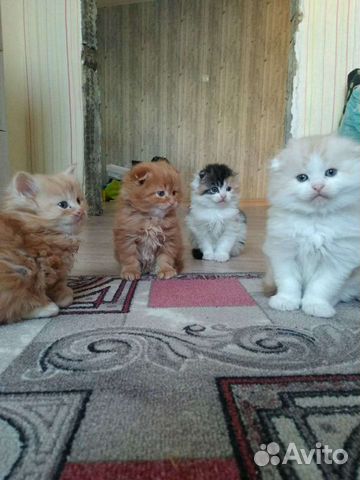 Кошки шотландцы вислоухие бесплатно