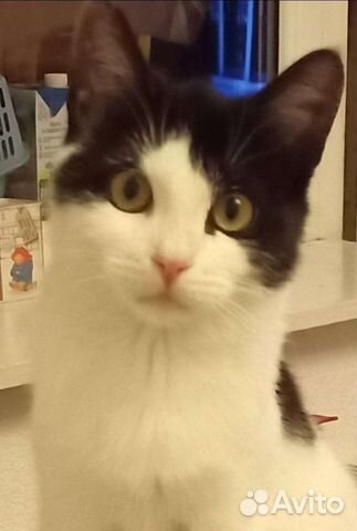 Кошка Лейла В Дар