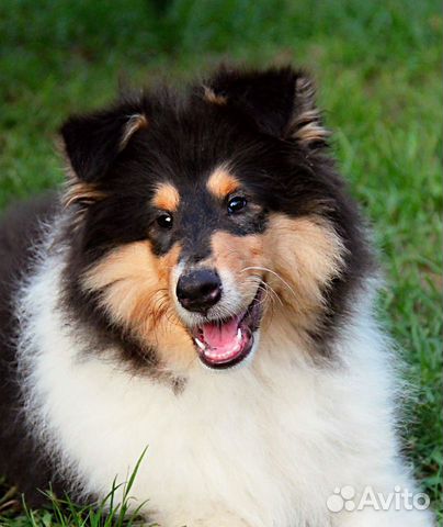 Щенки колли длинношерстный