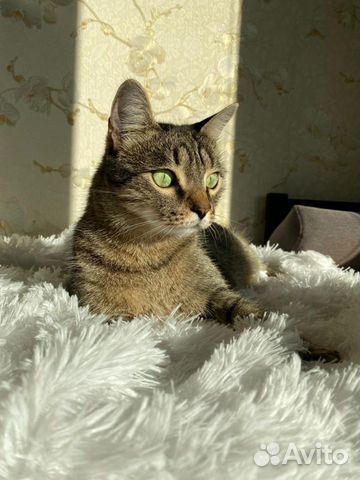 Серый котик (взрослый) Штурман Сережа в добрые рук