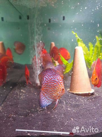 Дискусы, тернеция гло