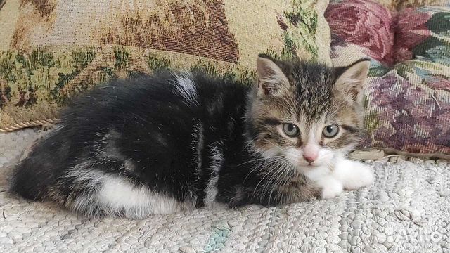 Котенок крохотуля (девочка) Джесси