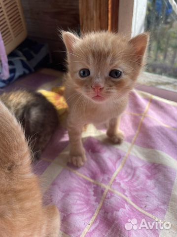 Рыженький котенок, 2мес