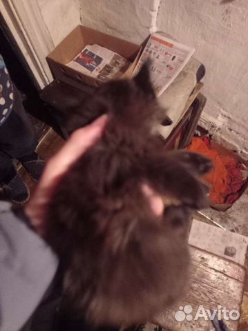 Котята чуть меньше месяца