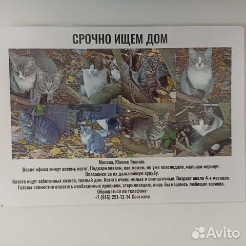 Котомалыши в добрые руки