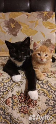 Кошки