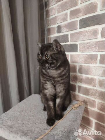 Шотландский кот вязка