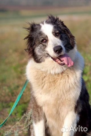 Ищет дом замечательная Собака Альма