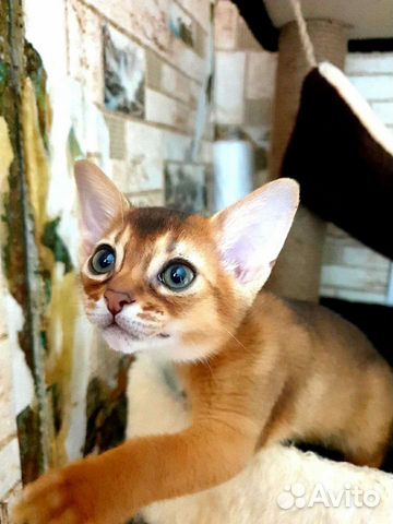 Абиссинская красотка