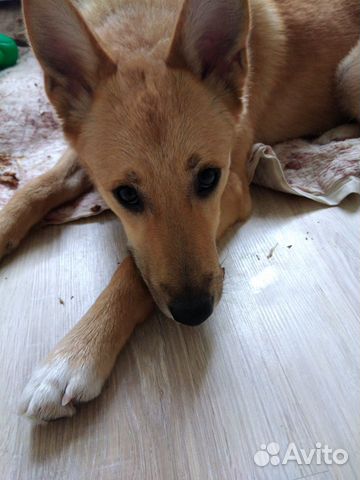 Лисичка Молли ищет дом