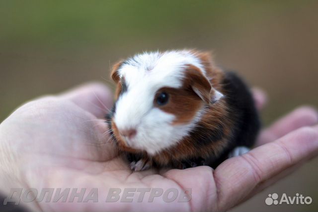 Породные морские свинки разных окрасов