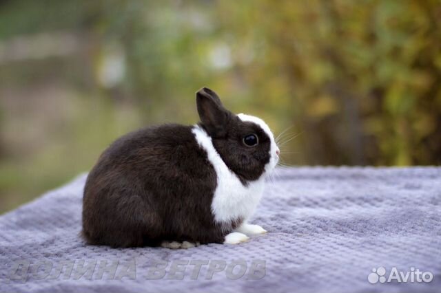 Голландский кролик минор