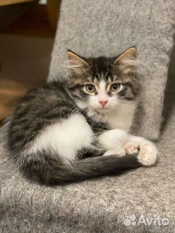 Пушистый котенок мальчик