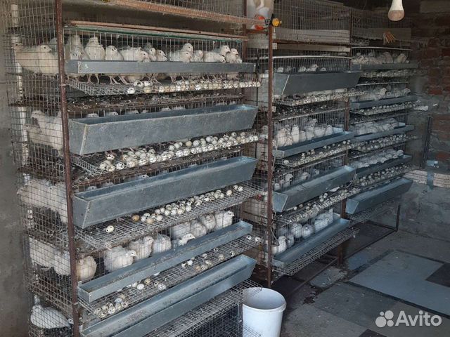 Перепеловодство