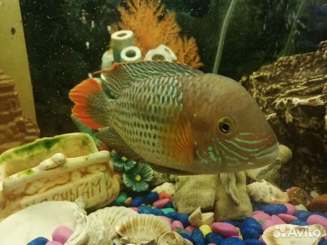 Живая рыба оптом