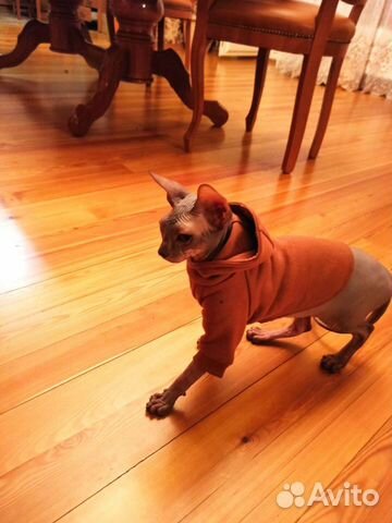 Сфинкс, кошка