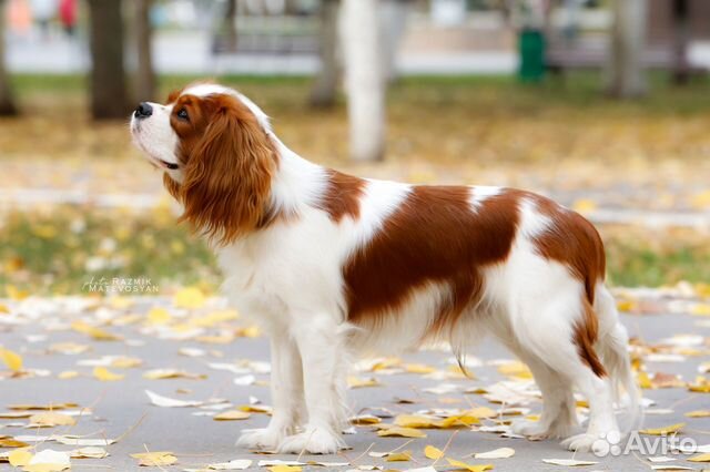 Кавалер кинг чарльз