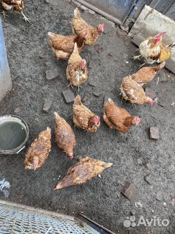 Куры несушки