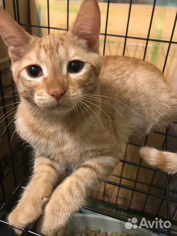 Мордатый рыжий но не бесстыжий котька в добрые рук