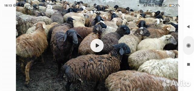 Баранчики, Ярочки