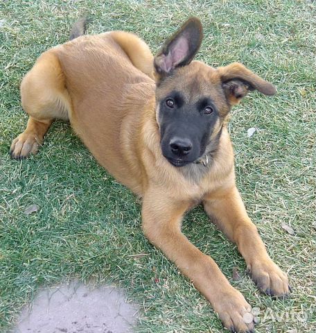 Бельгийская овчарка отдам