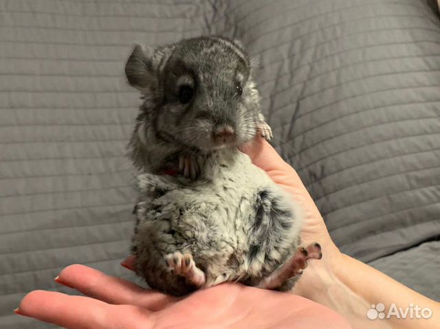 Шиншиллы