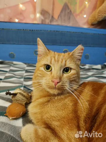 Кошки в добрые руки