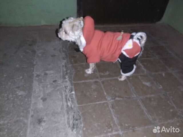 Йоркширский терьер