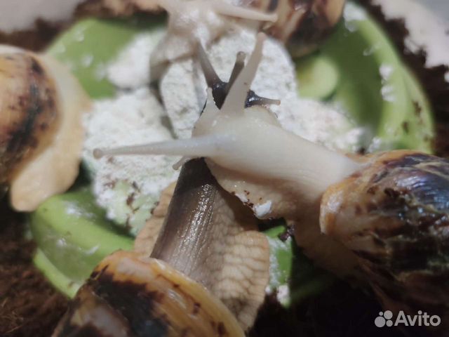 Улитки ахатины ретикулята