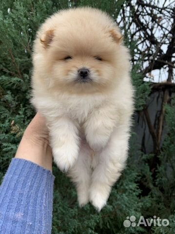 Мальчик шпицуля