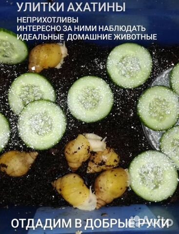 Улитки ахатины бесплатно