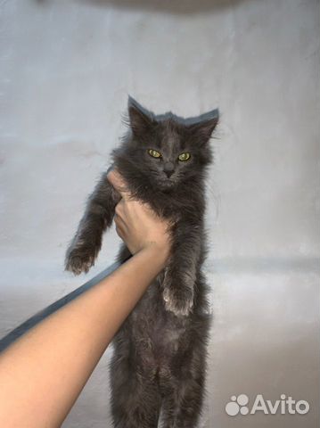 Нибелунг кот