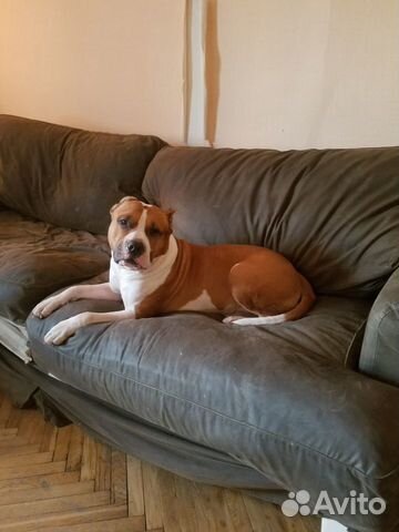 Шериф ищет новых хозяев