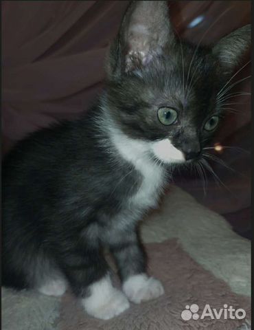 Кошка