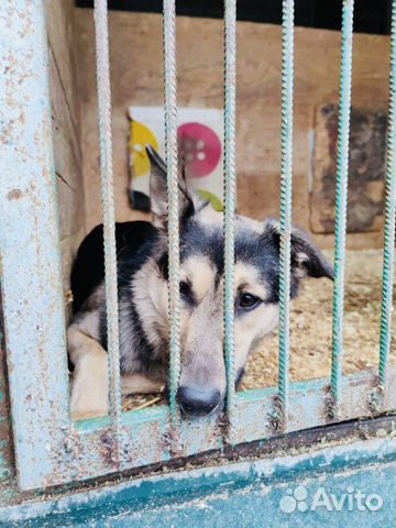 Собака погибнет в приюте