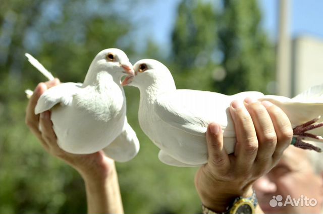 Голуби на свадьбу / праздники / мероприятия