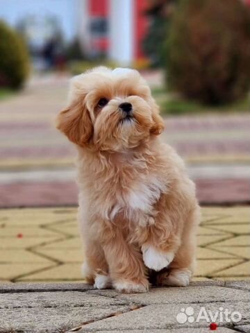 Мальтипу мальчик бэби фейс Корейские крови