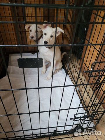 Щенки помесь, ищут своих родителей