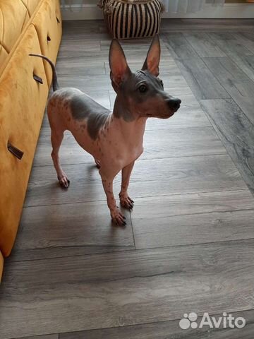 Щенок Американского голого терьера