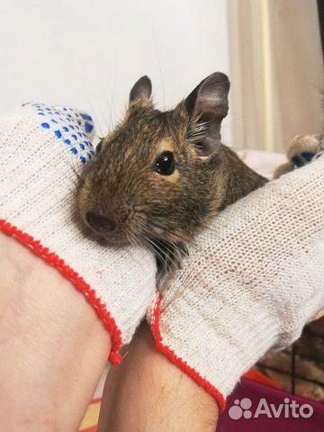 Белка дегу в добрые руки