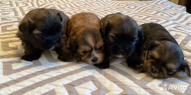 Комочки счастья