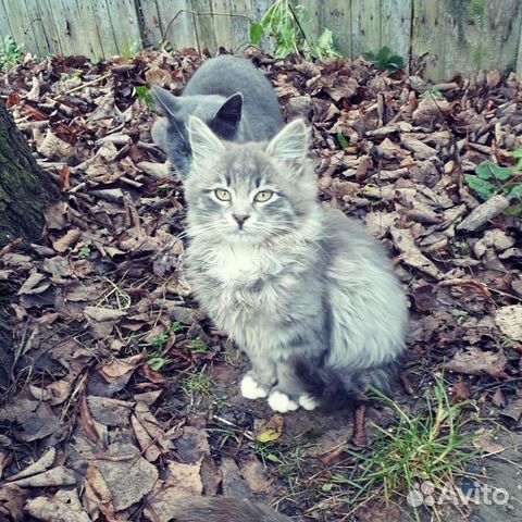 Котята метисы сибирские в дар