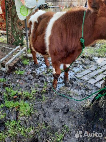 Бычок на племя