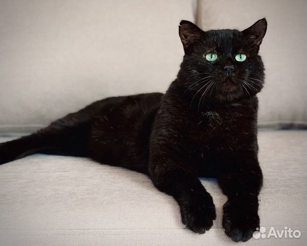 Кот Гаррик в добрые руки