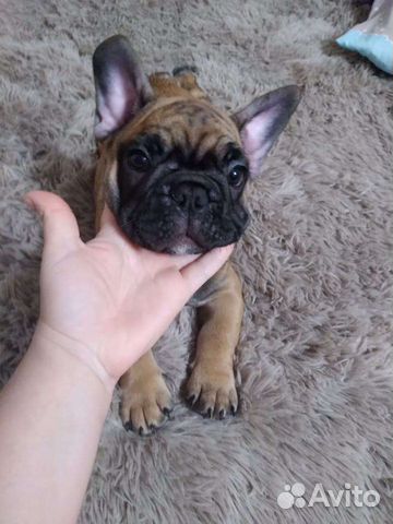 Французский бульдог щенок