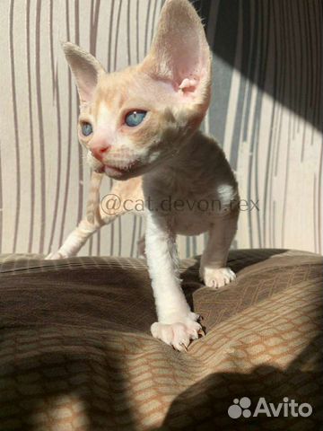 Котята девон-рекс